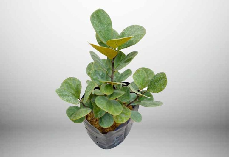 15 Types of Ficus Indoor Plant growth and Care - Ficus Pedia