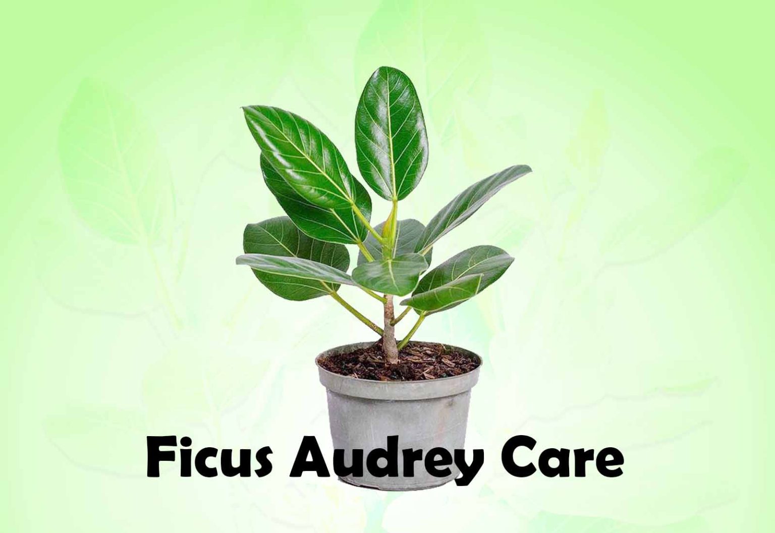 7 Secrets to Perfect Ficus Audrey care and maintenance - Ficus Pedia