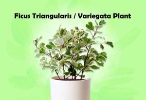 Ficus Triangularis Variegata Plant Growth and Care Tips - Ficus Pedia